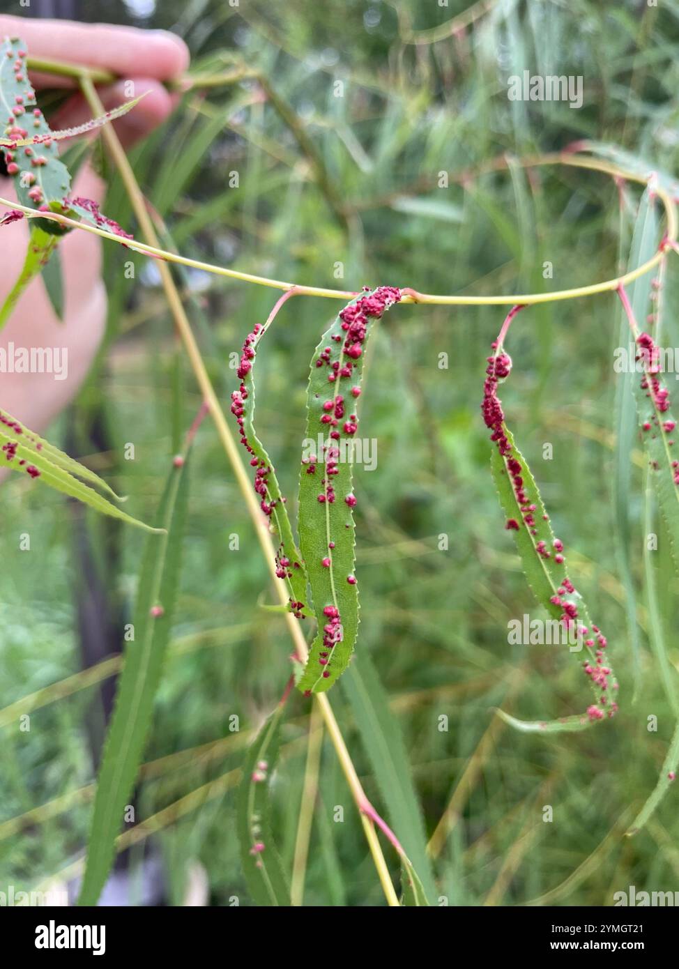 Willow Bead Gall Mite (Aculus tetanothrix Stock Photo - Alamy