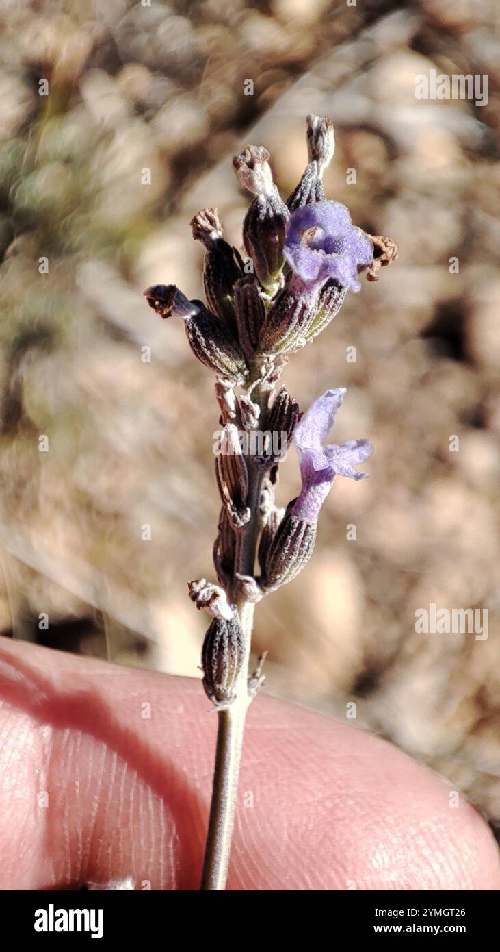 Spike lavender lavandula latifolia hi-res stock photography and images ...