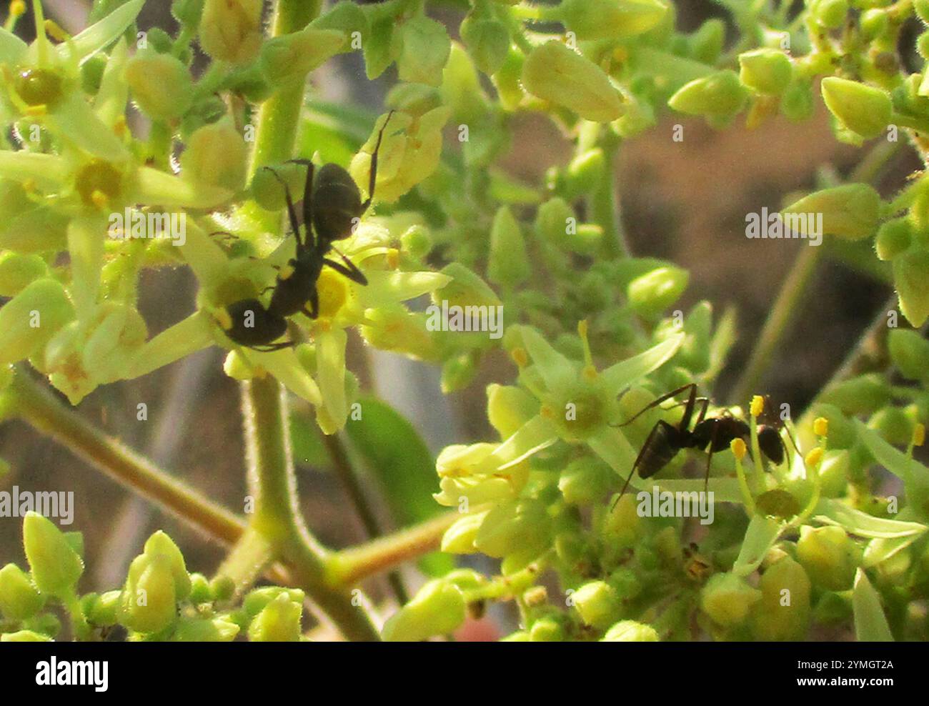 Shiny sugar ant (Camponotus cinctellus Stock Photo - Alamy
