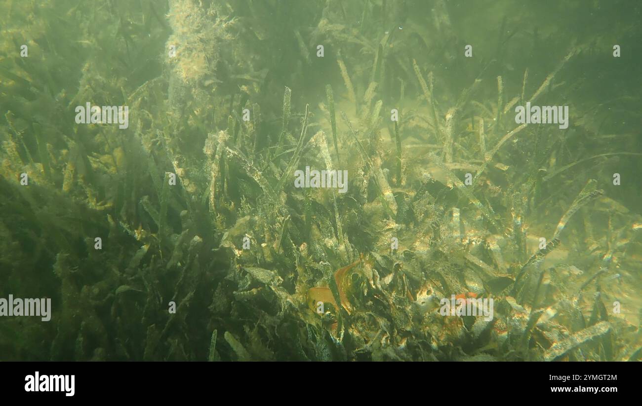Turtle Grass (Thalassia testudinum Stock Photo - Alamy
