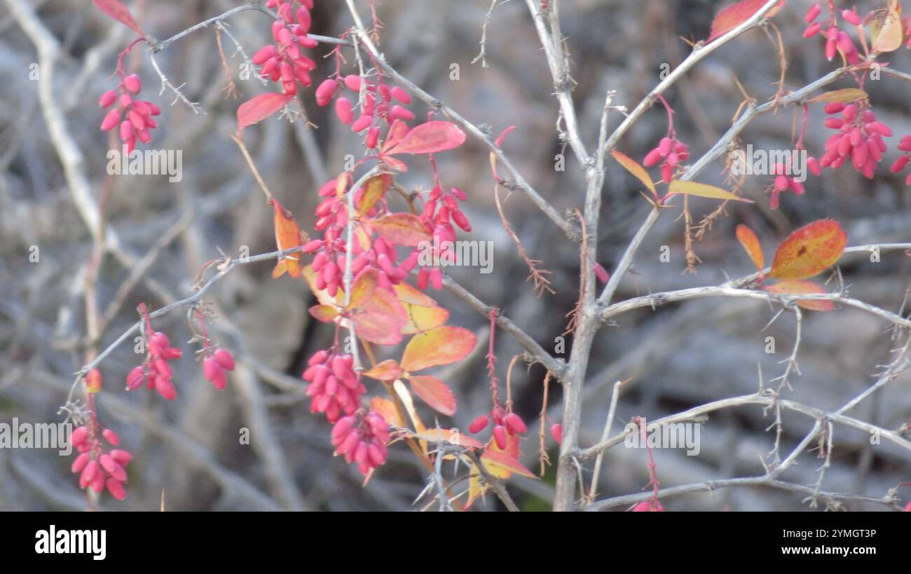 European barberry (Berberis vulgaris Stock Photo - Alamy