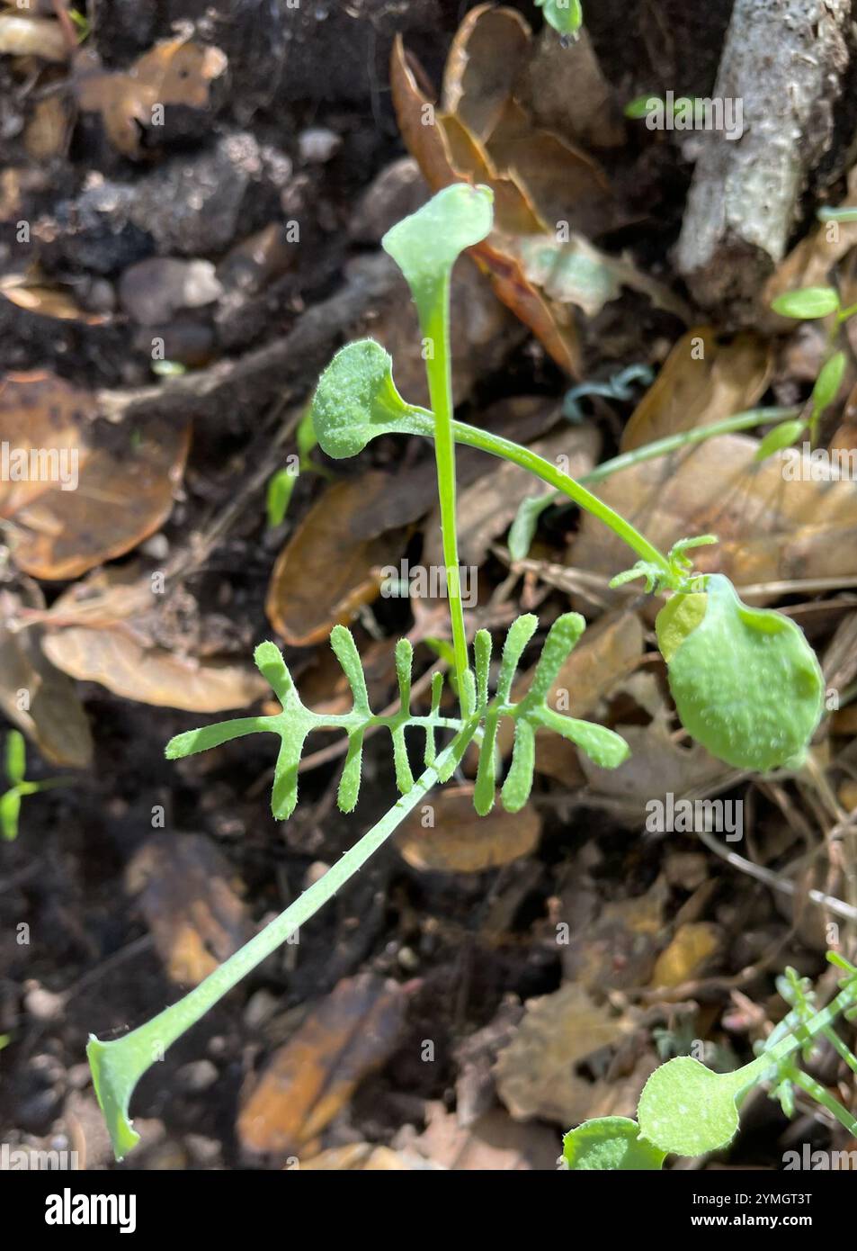 white fiesta flower (Pholistoma membranaceum Stock Photo - Alamy
