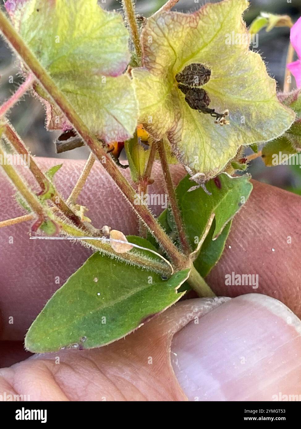 White Four o'Clock (Mirabilis albida Stock Photo - Alamy