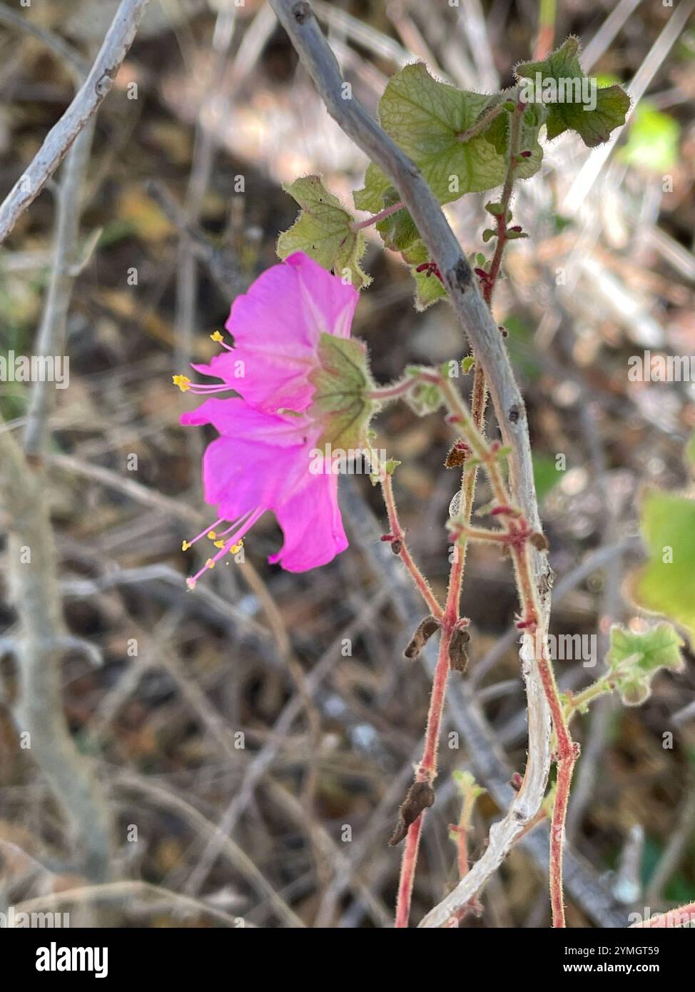 White Four o'Clock (Mirabilis albida Stock Photo - Alamy