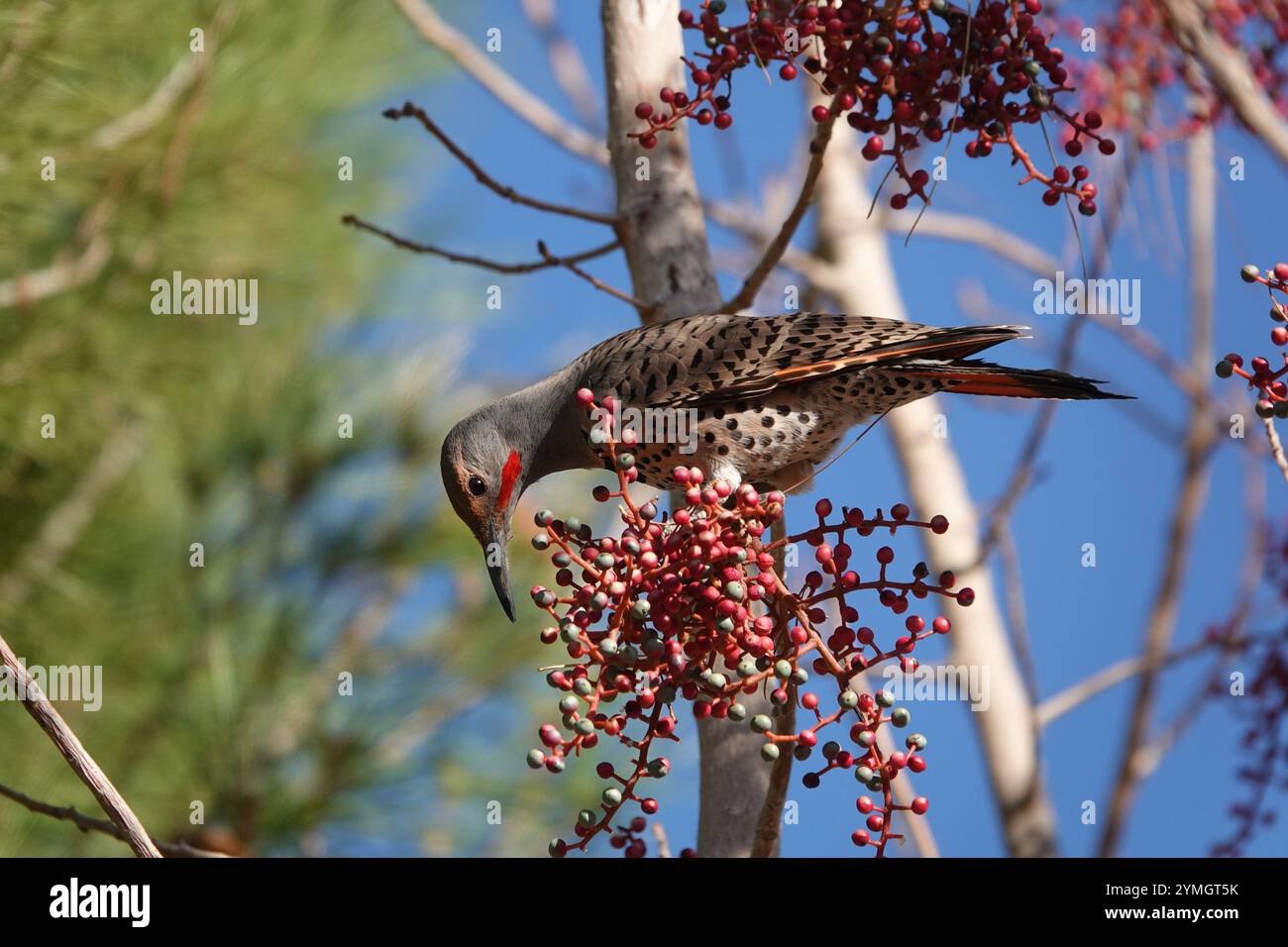 Northern Flicker (Colaptes auratus Stock Photo - Alamy