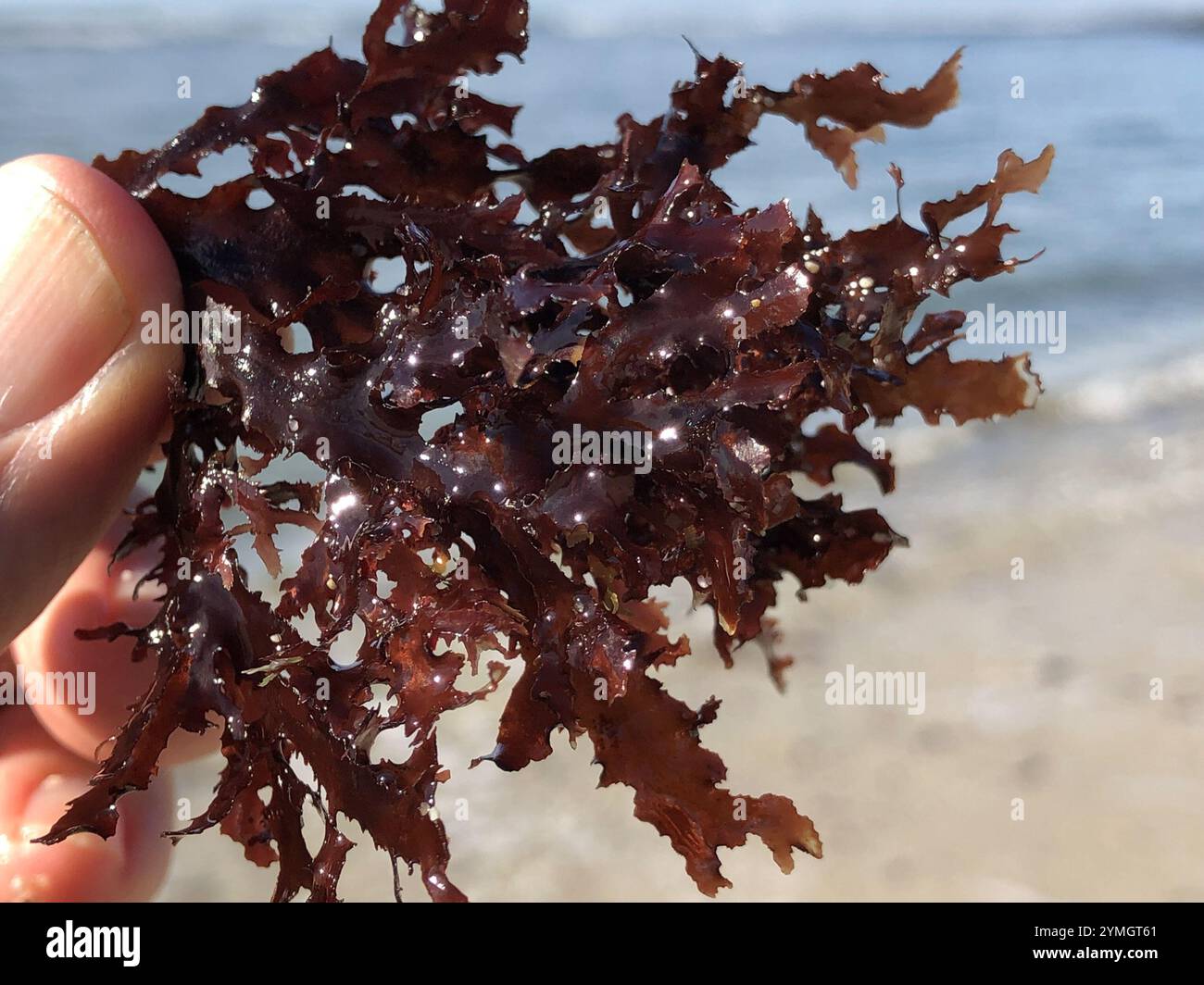 red algae (Rhodophyta Stock Photo - Alamy