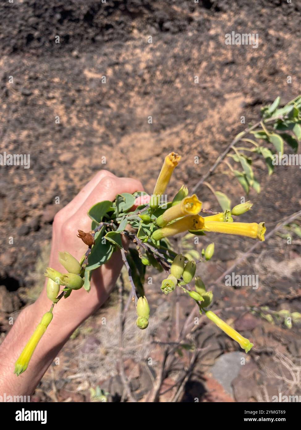 tree tobacco (Nicotiana glauca Stock Photo - Alamy