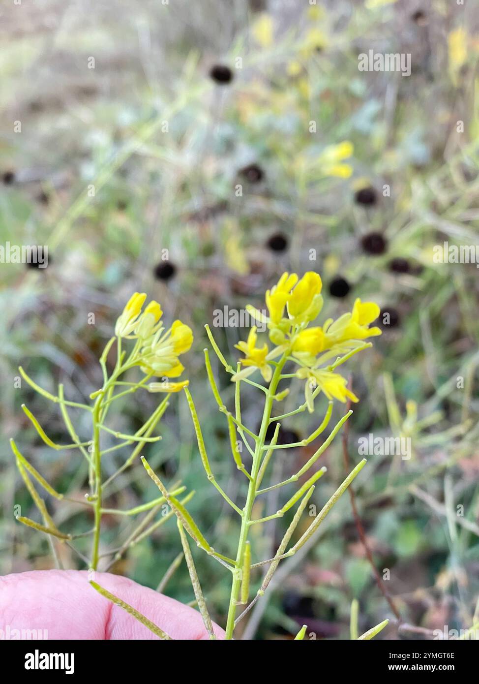 mustard family (Brassicaceae Stock Photo - Alamy