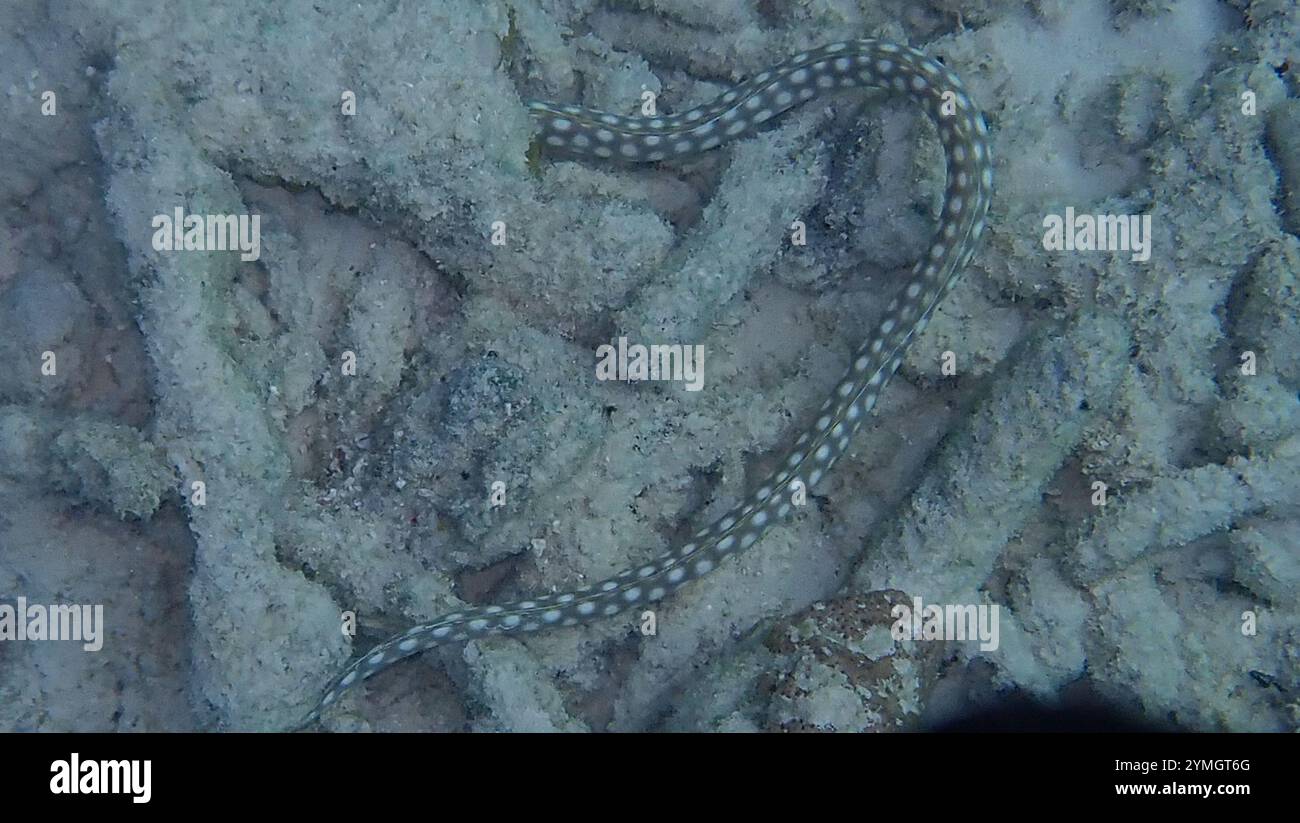 Sharptail Eel (Myrichthys breviceps Stock Photo - Alamy