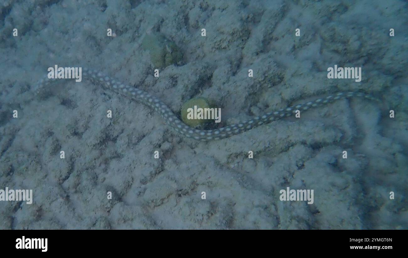 Sharptail Eel (Myrichthys breviceps Stock Photo - Alamy