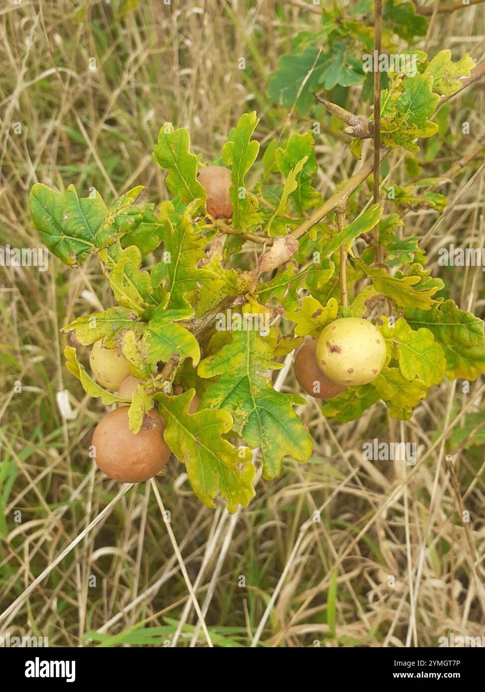 Oak Marble Gall Wasp (Andricus kollari Stock Photo - Alamy