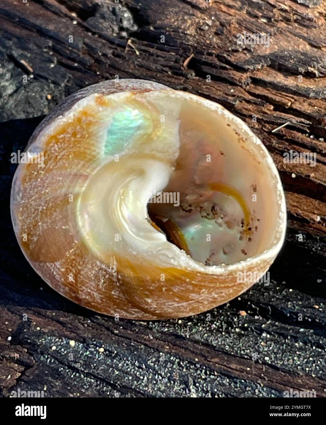 Brown Tegula (Tegula brunnea Stock Photo - Alamy