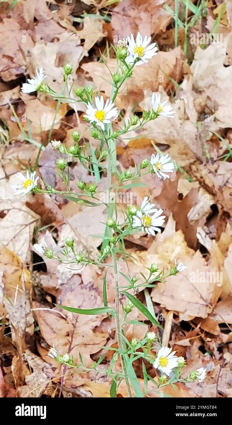 hairy white oldfield aster (Symphyotrichum pilosum Stock Photo - Alamy