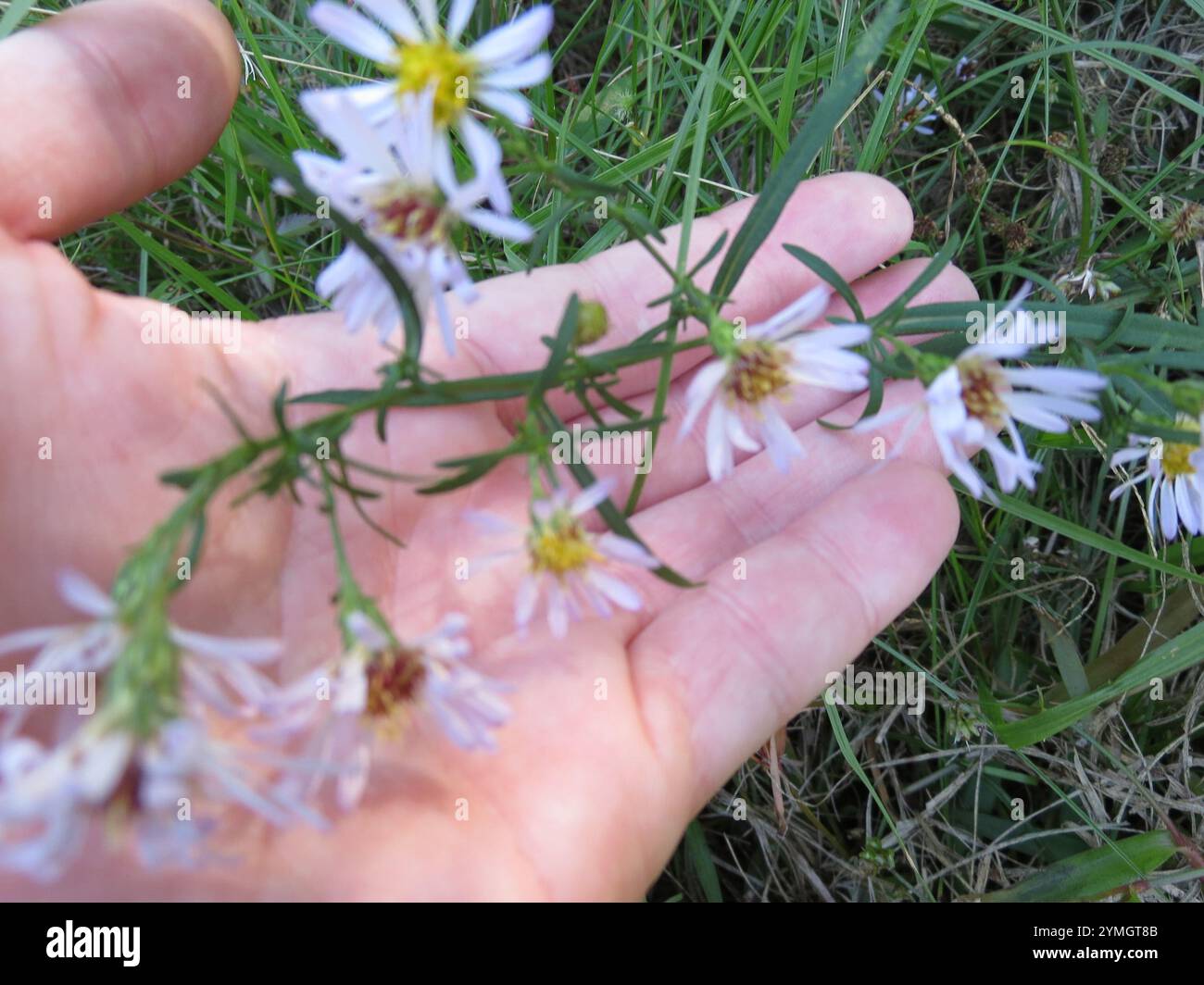 American asters (Symphyotrichum Stock Photo - Alamy