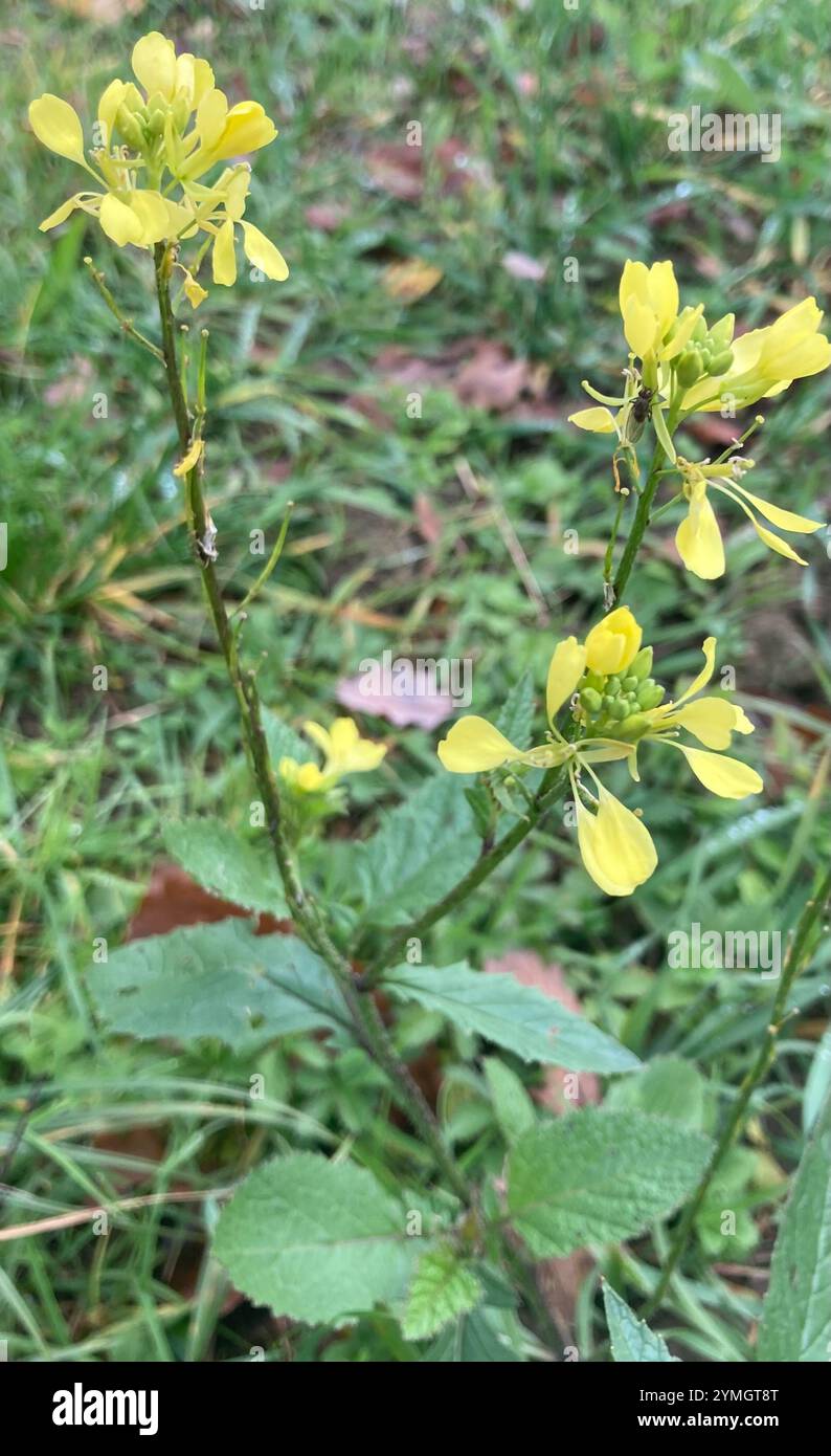 charlock (Mutarda arvensis Stock Photo - Alamy