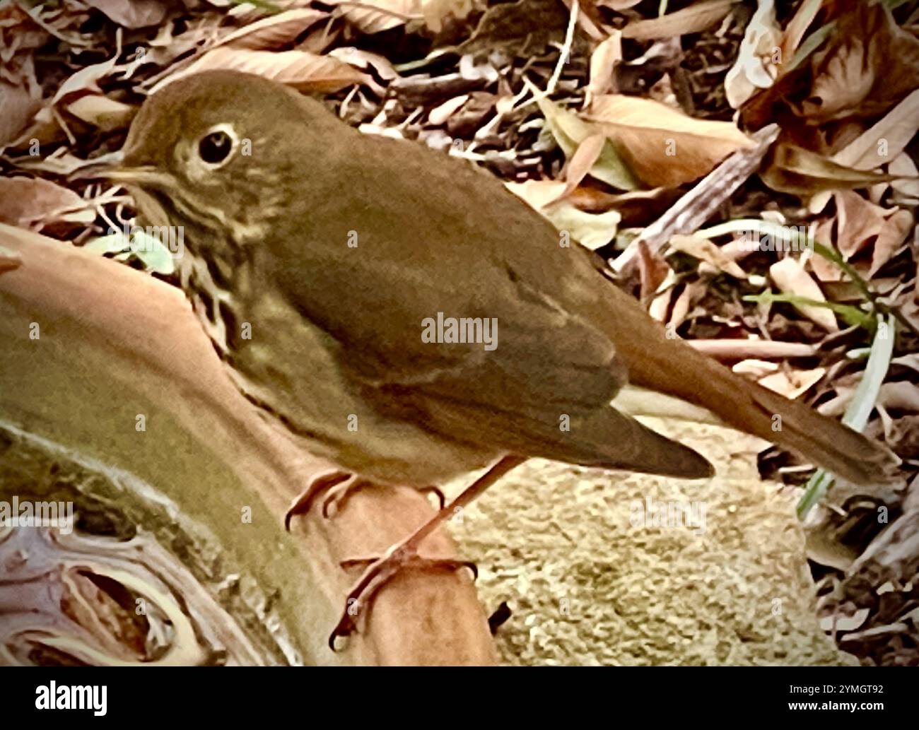 Hermit Thrush (Catharus guttatus Stock Photo - Alamy