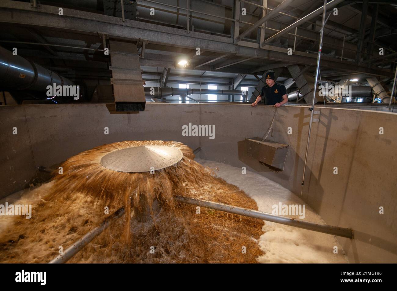 Malting barley, the ‘active’ malting process begins with the steeping ...