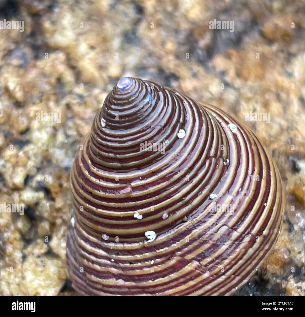 Blue ringed top snail hi-res stock photography and images - Alamy