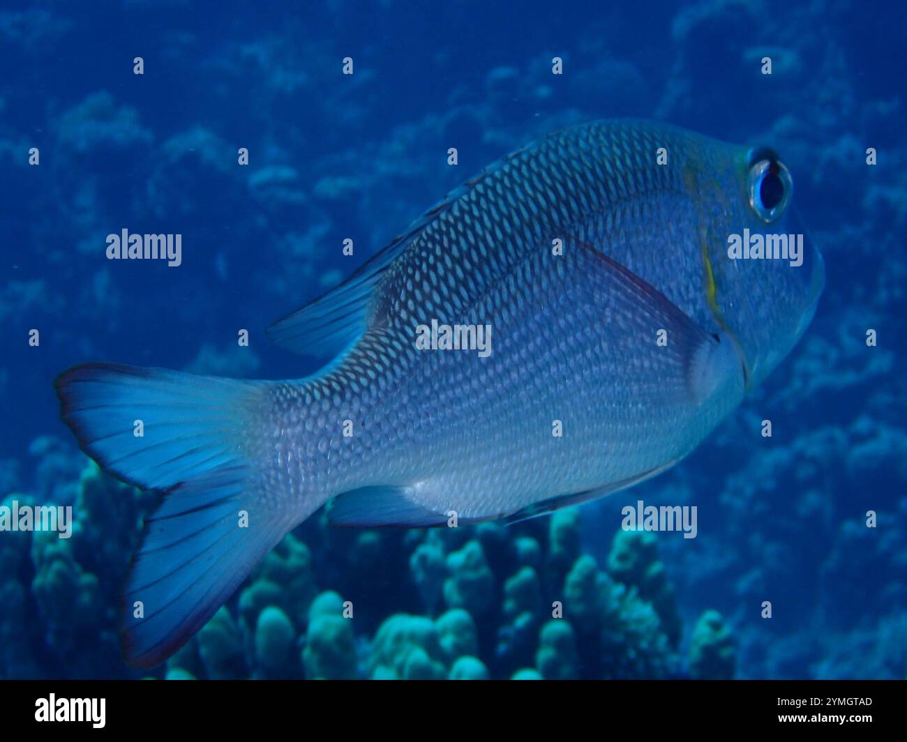 Humpnose Bigeye Bream (Monotaxis grandoculis Stock Photo - Alamy