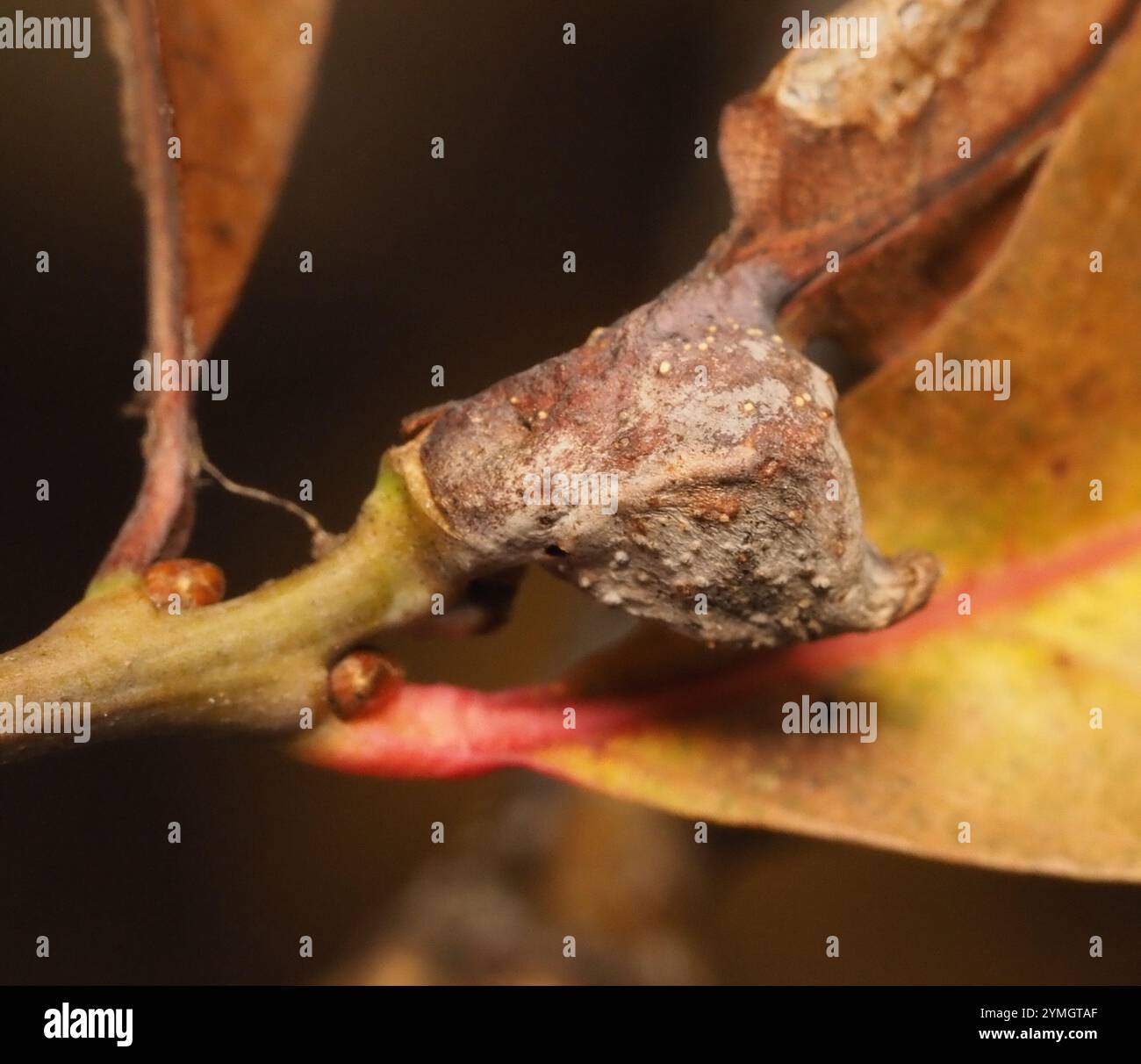 Oak Petiole Gall Wasp (Andricus quercuspetiolicola Stock Photo - Alamy