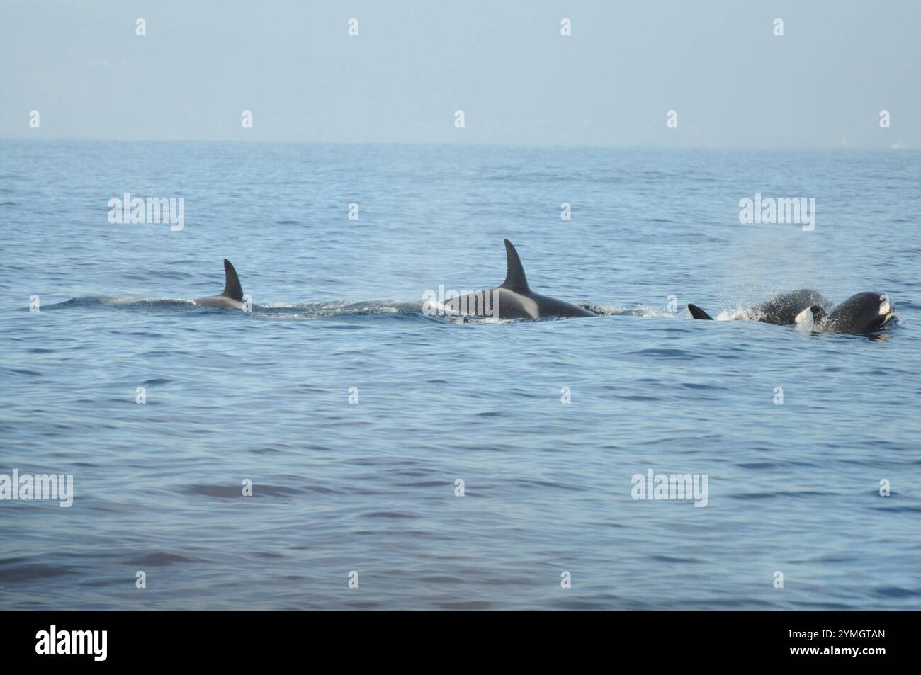 Orca (Orcinus orca Stock Photo - Alamy