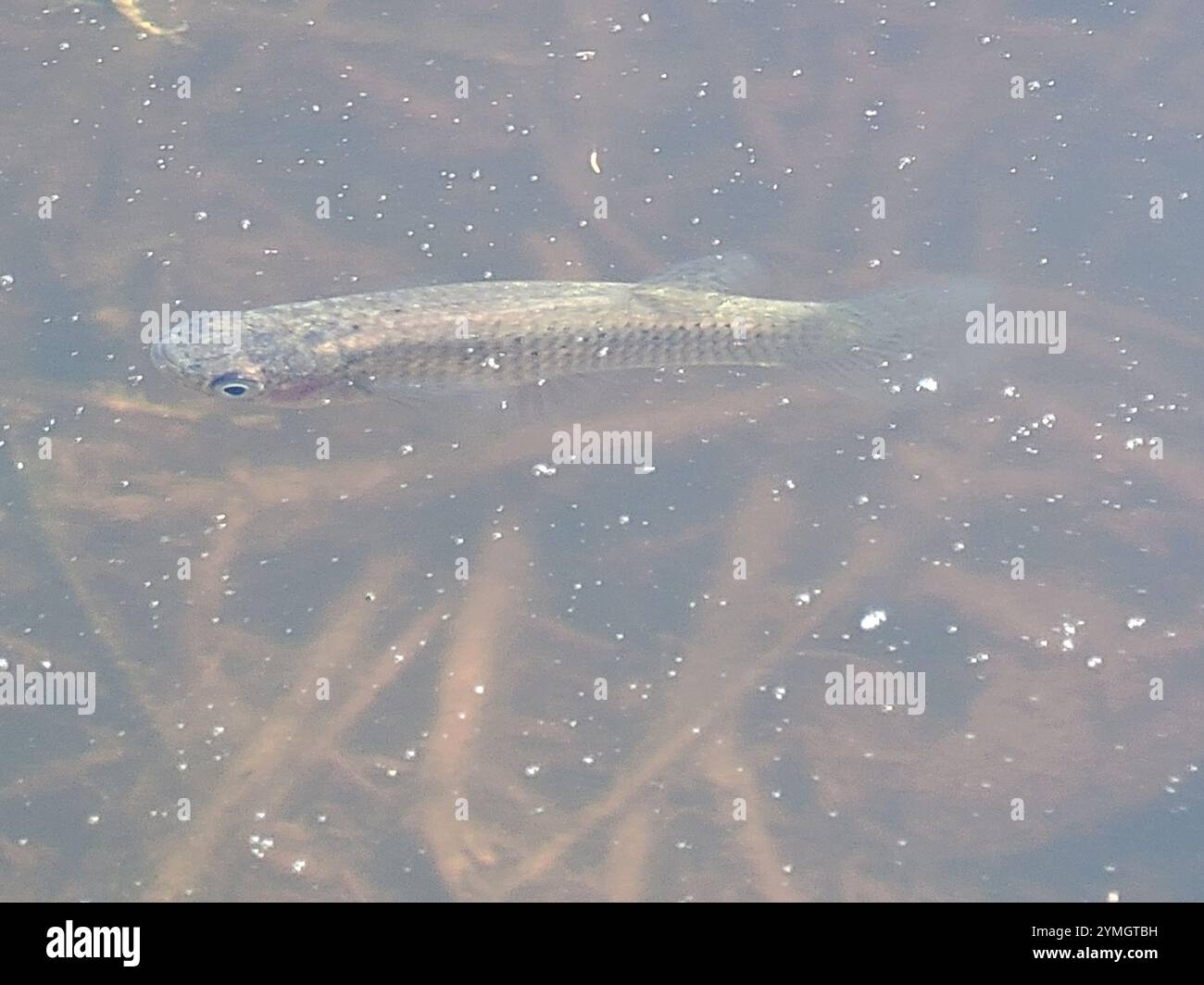Western Mosquitofish (Gambusia affinis Stock Photo - Alamy