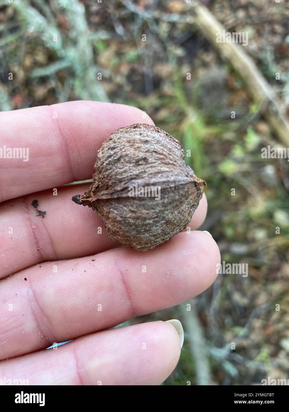 water hickory (Carya aquatica Stock Photo - Alamy