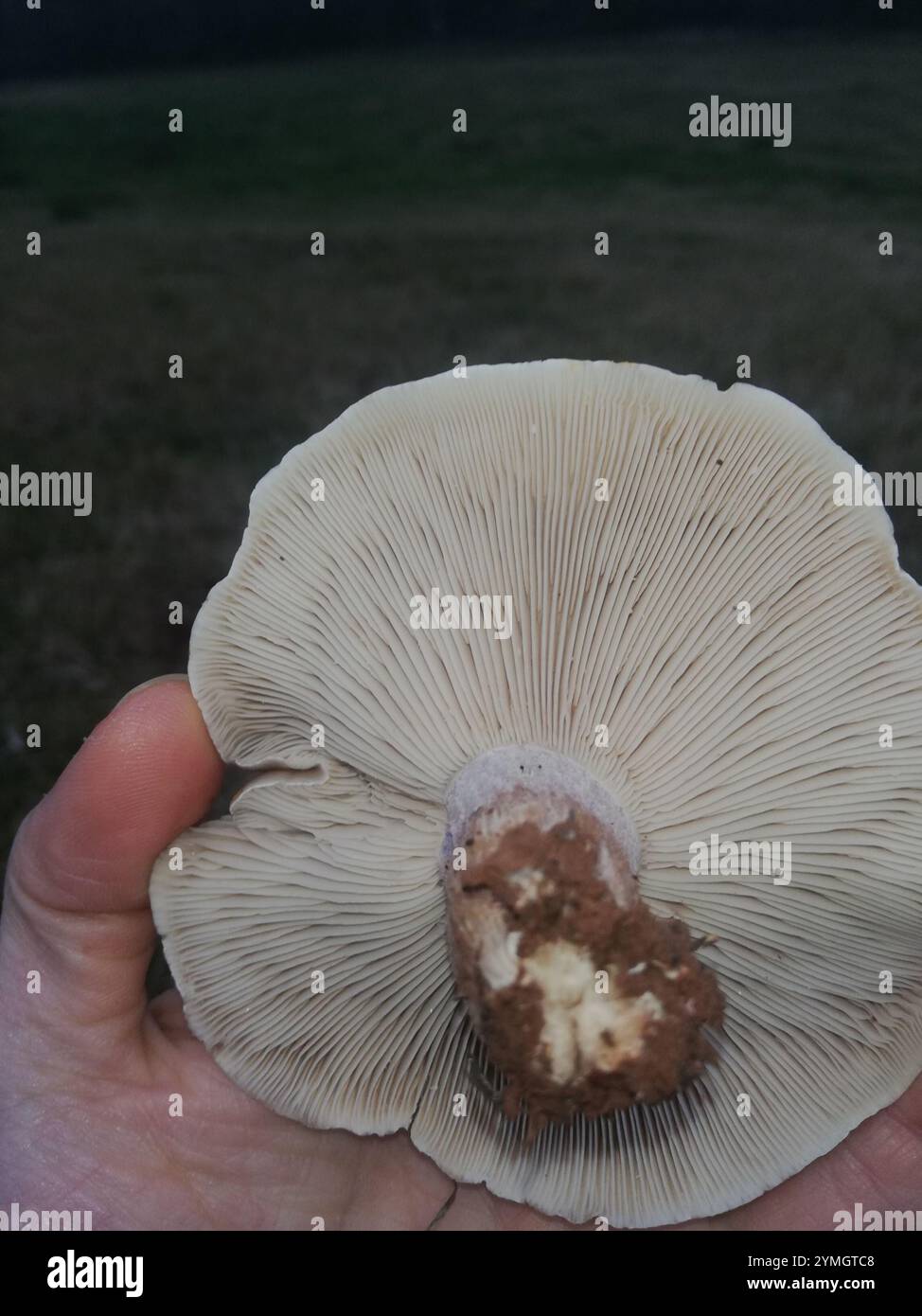 Field Blewit (Collybia personata Stock Photo - Alamy