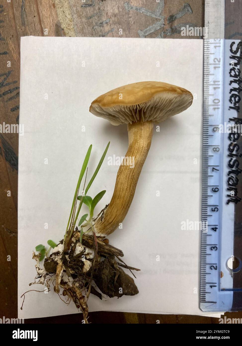 Mulch Fieldcap (Agrocybe putaminum Stock Photo - Alamy