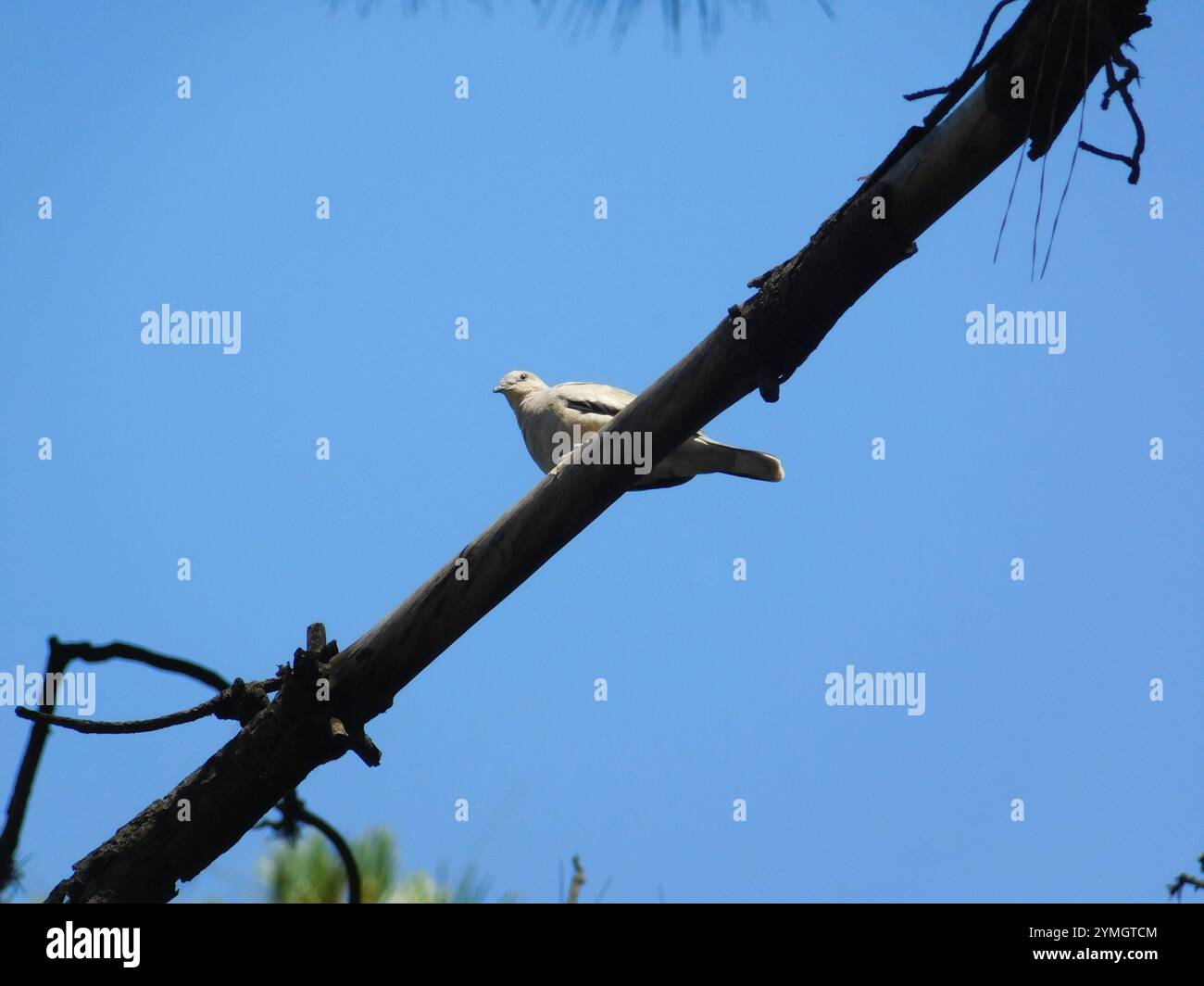 Picui ground dove columbina hi-res stock photography and images - Alamy