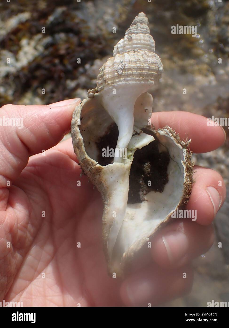 Oregon Hairy Triton Snail (Fusitriton oregonensis Stock Photo - Alamy