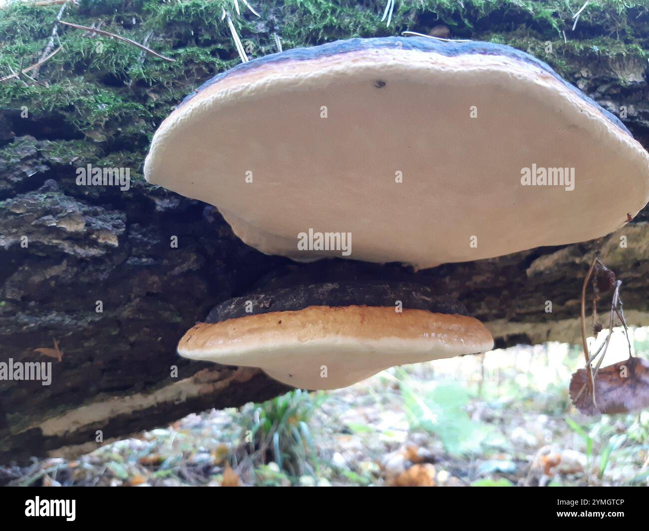 Red-banded Polypore (Fomitopsis pinicola Stock Photo - Alamy