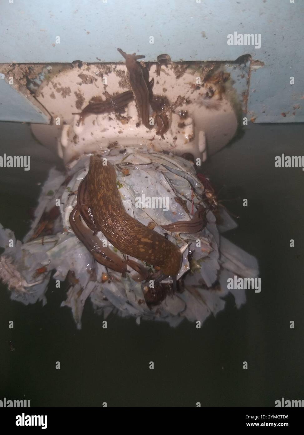 Yellow Cellar Slug (Limacus flavus Stock Photo - Alamy