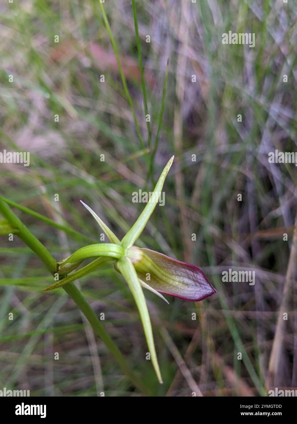 Large Tongue Orchid (Cryptostylis subulata Stock Photo - Alamy
