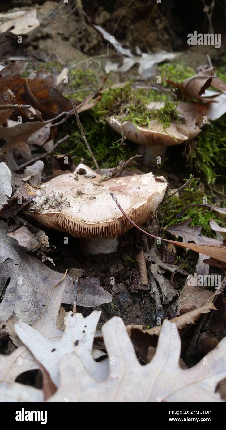 Hebeloma sinapizans hi-res stock photography and images - Alamy