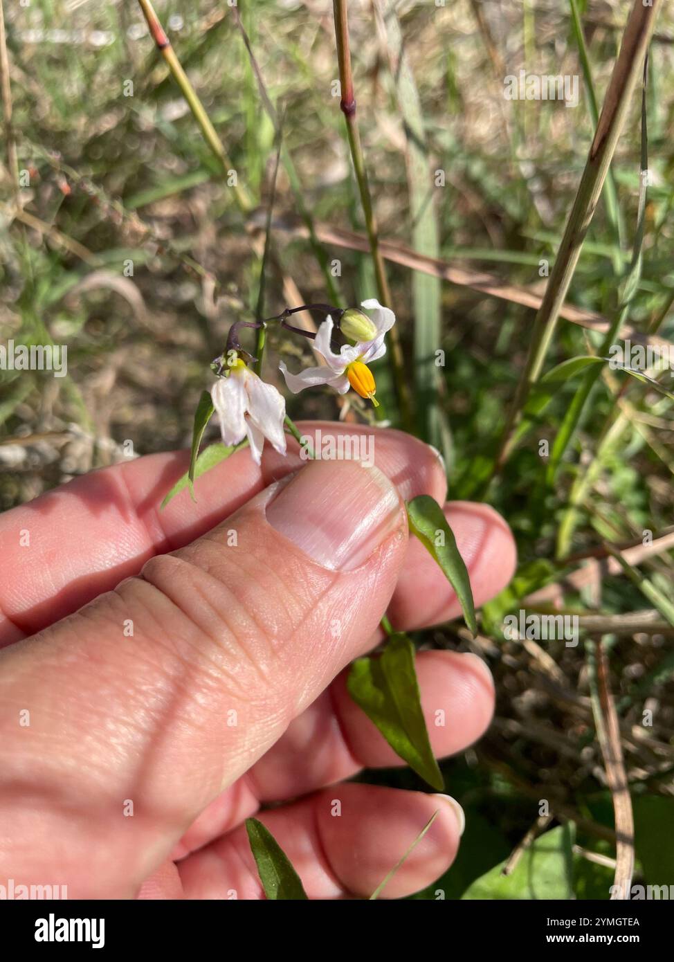 Texas nightshade (Solanum triquetrum Stock Photo - Alamy