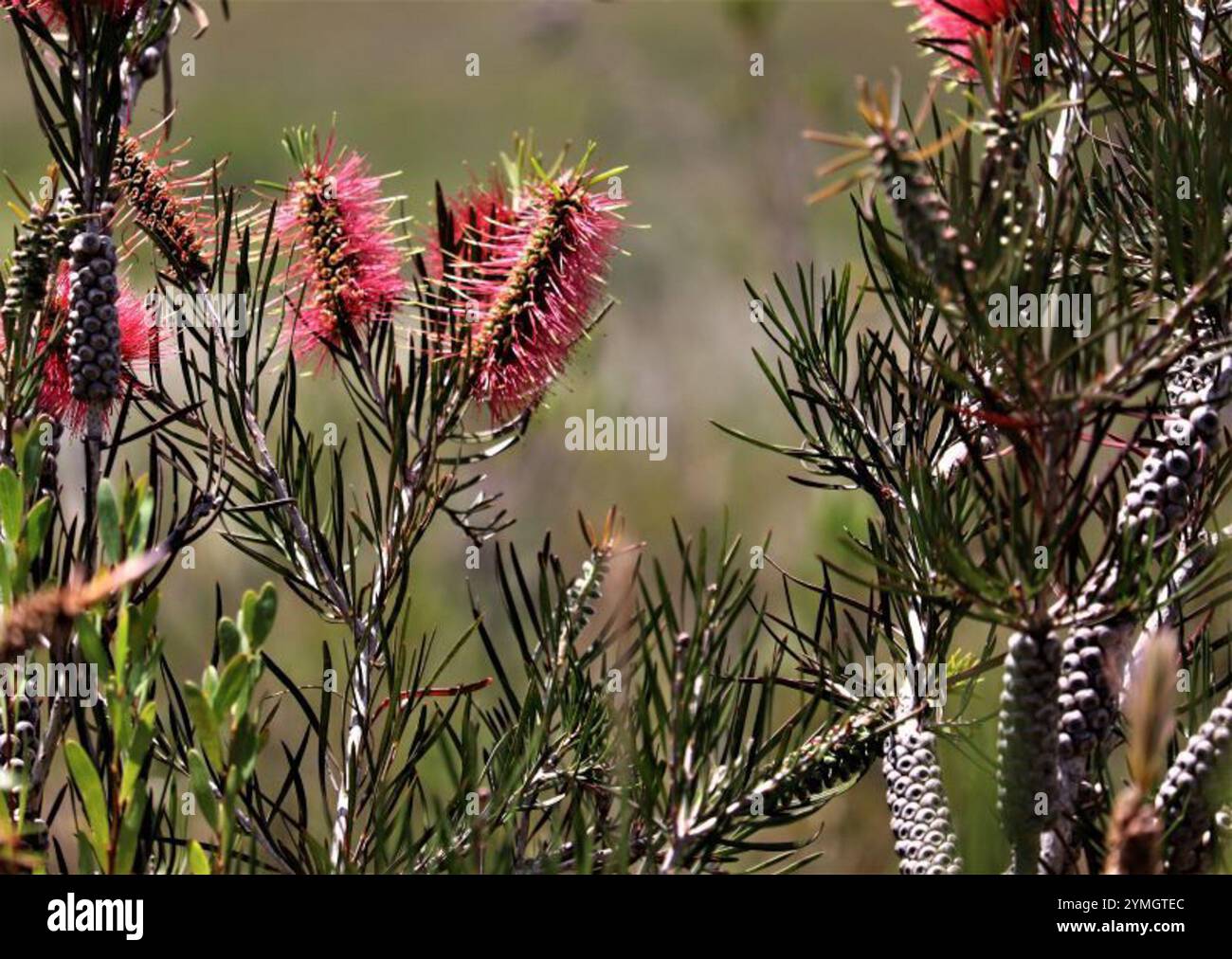 Narrow-leaved Bottlebrush (Melaleuca linearis Stock Photo - Alamy
