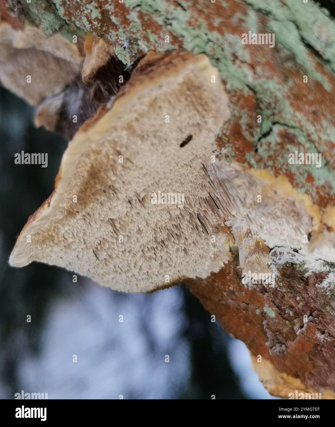 Alder Bracket (Mensularia radiata Stock Photo - Alamy