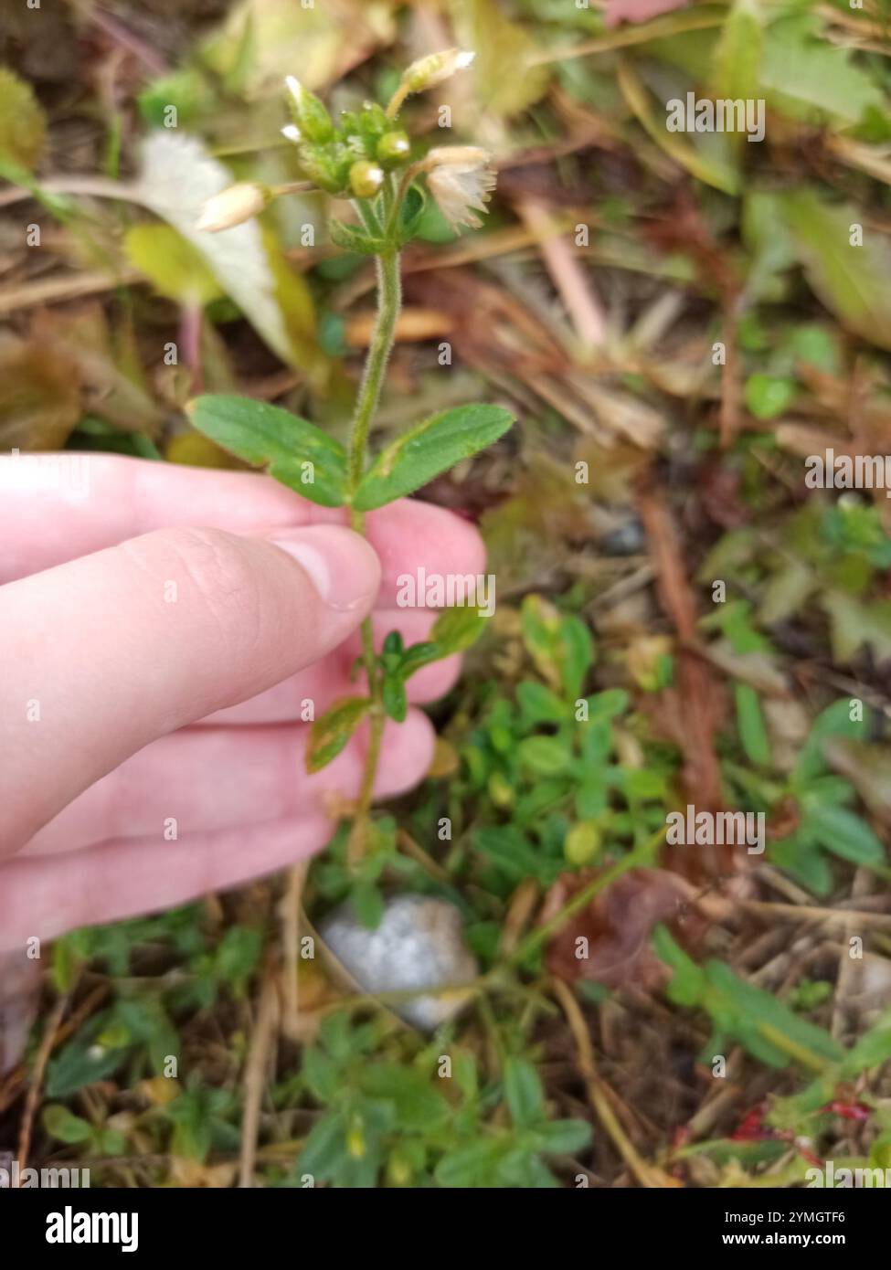 Common mouse-ear chickweed (Cerastium holosteoides Stock Photo - Alamy