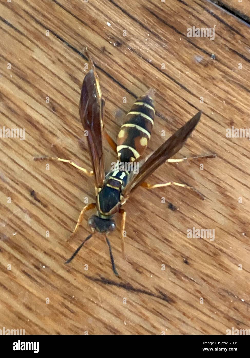 Northern Paper Wasp (Polistes fuscatus Stock Photo - Alamy
