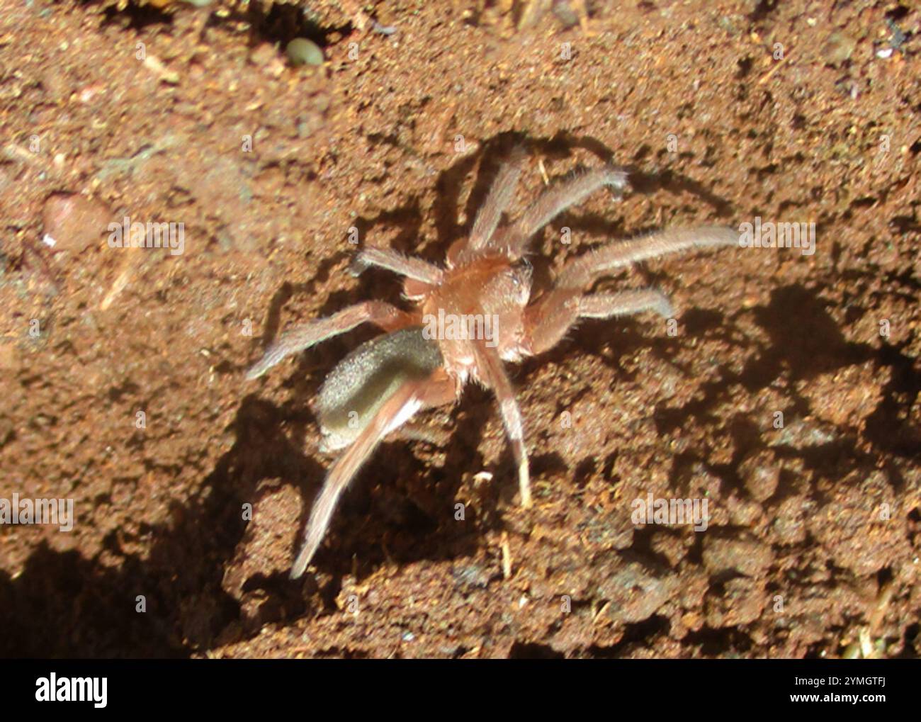 Theuma hi-res stock photography and images - Alamy