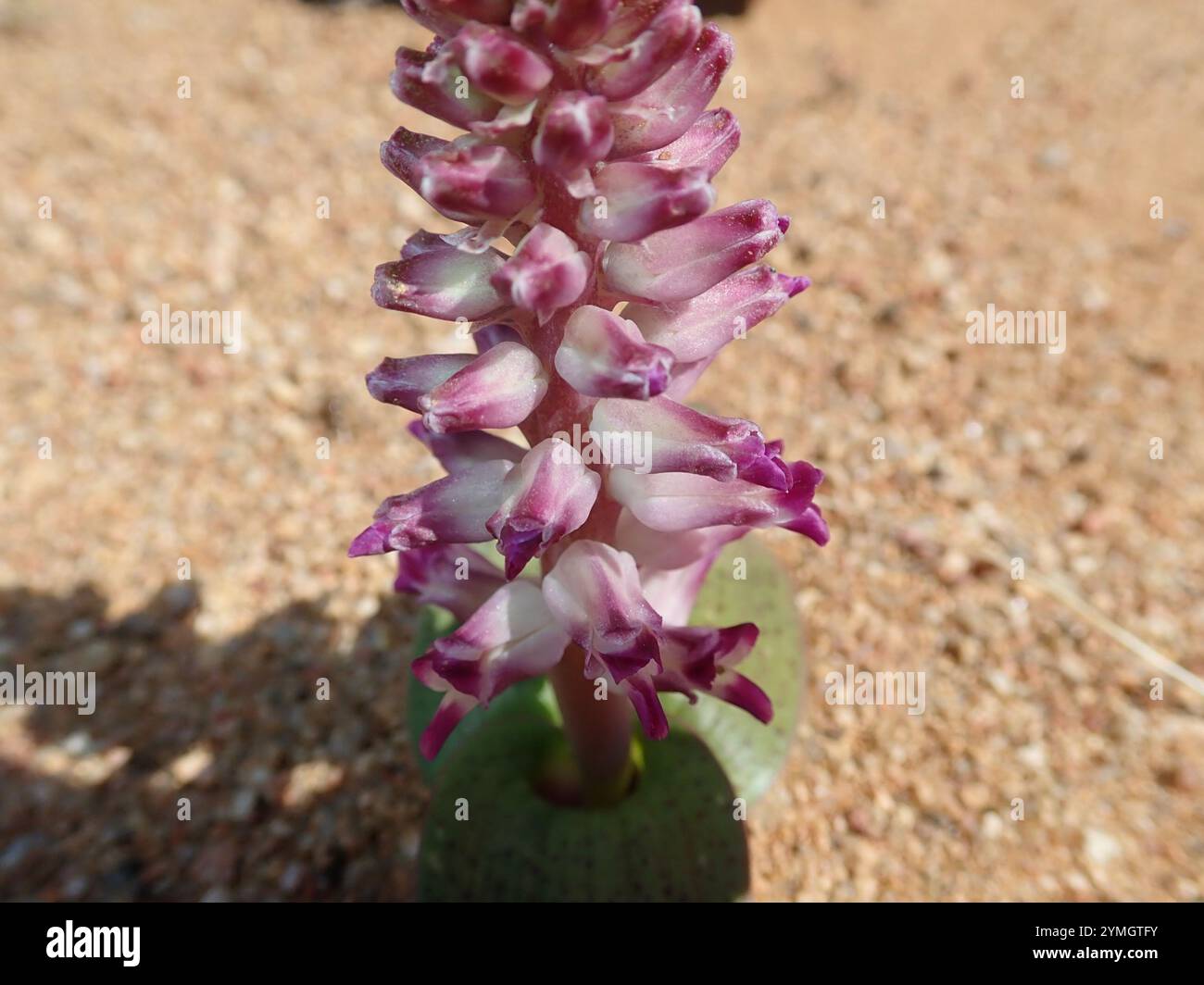 Flesh Viooltjie (Lachenalia carnosa Stock Photo - Alamy
