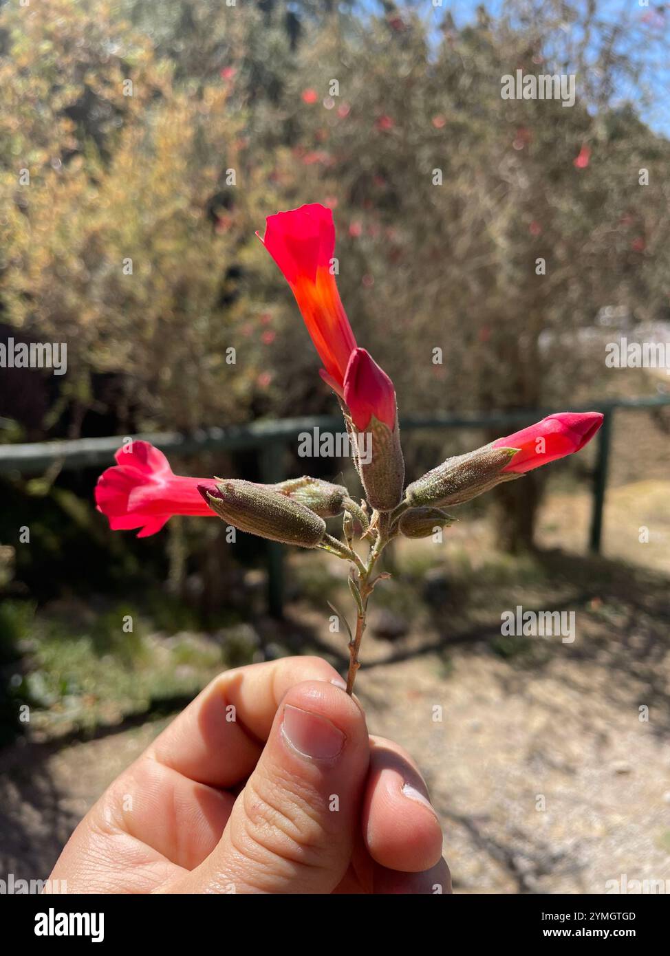 Sacred flower of the Incas (Cantua buxifolia Stock Photo - Alamy