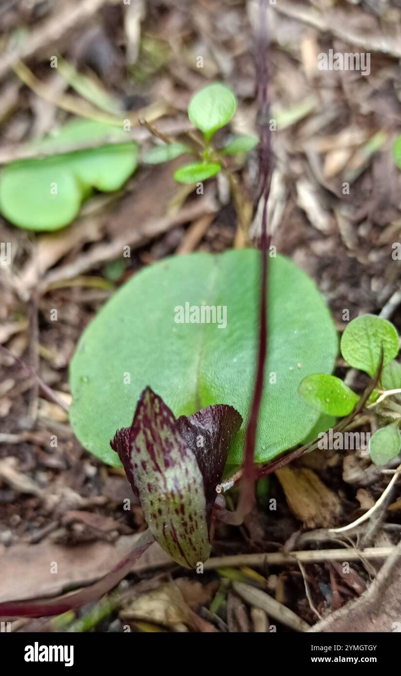 Silver-back Spider-Orchid (Corybas macranthus Stock Photo - Alamy