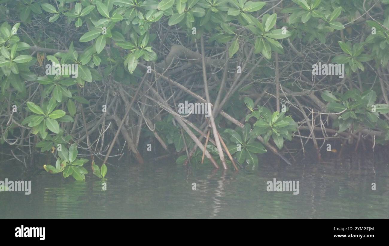red mangrove (Rhizophora mangle Stock Photo - Alamy