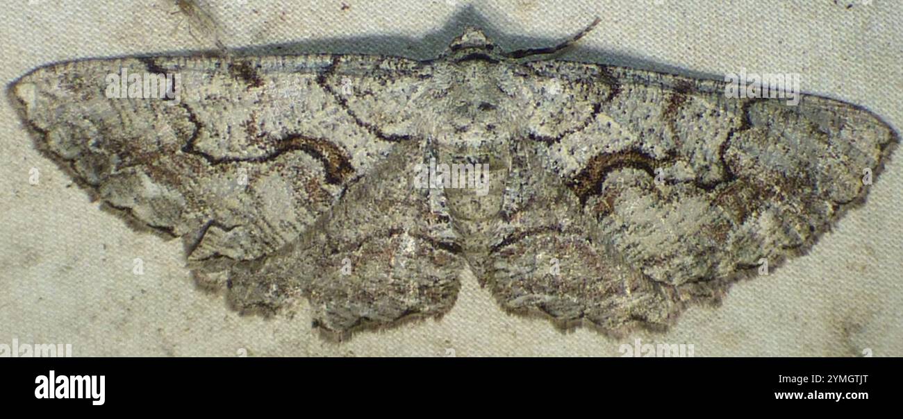 Giant Gray Moth (Cymatophora approximaria Stock Photo - Alamy