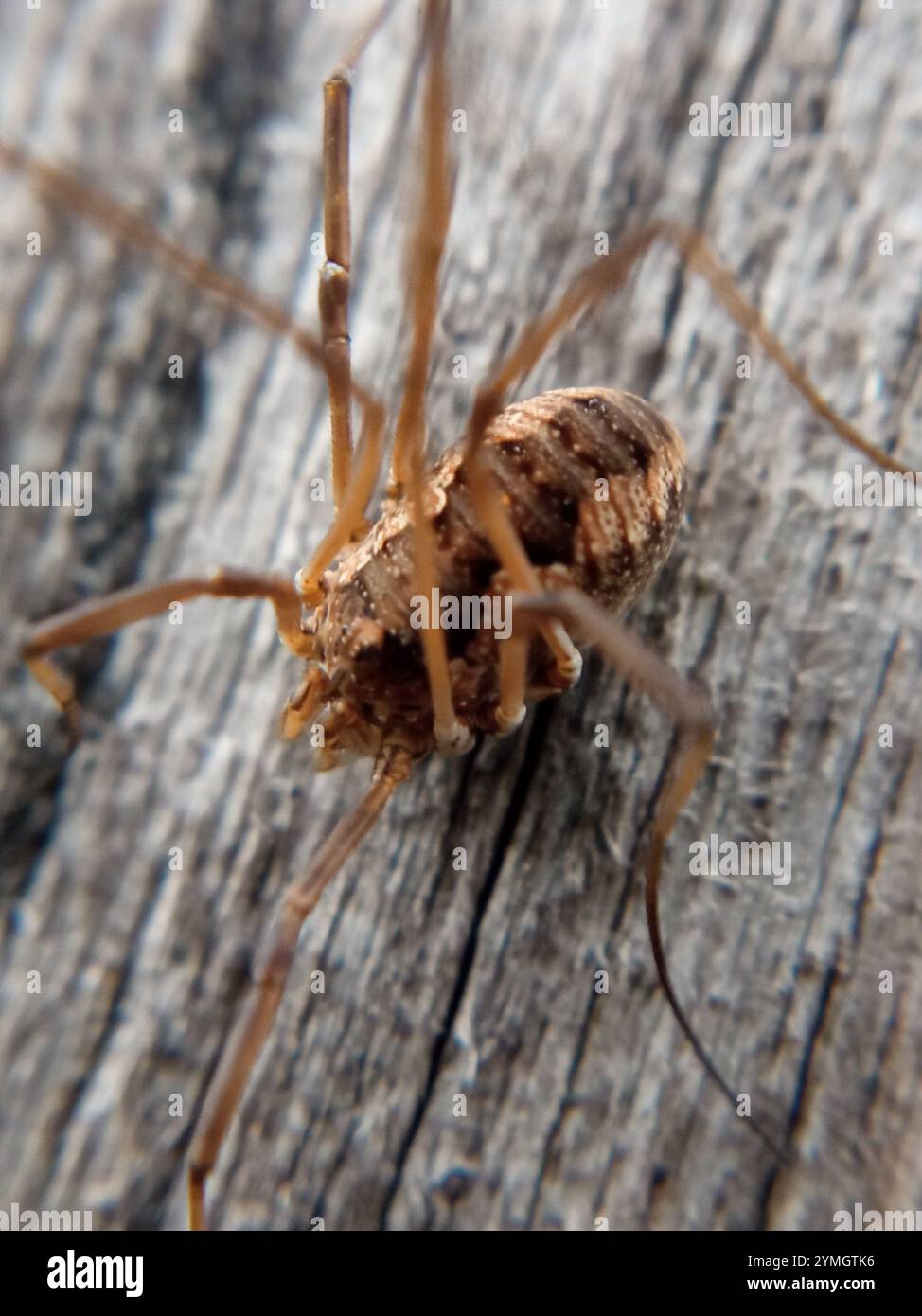 European Harvestman (Phalangium opilio Stock Photo - Alamy
