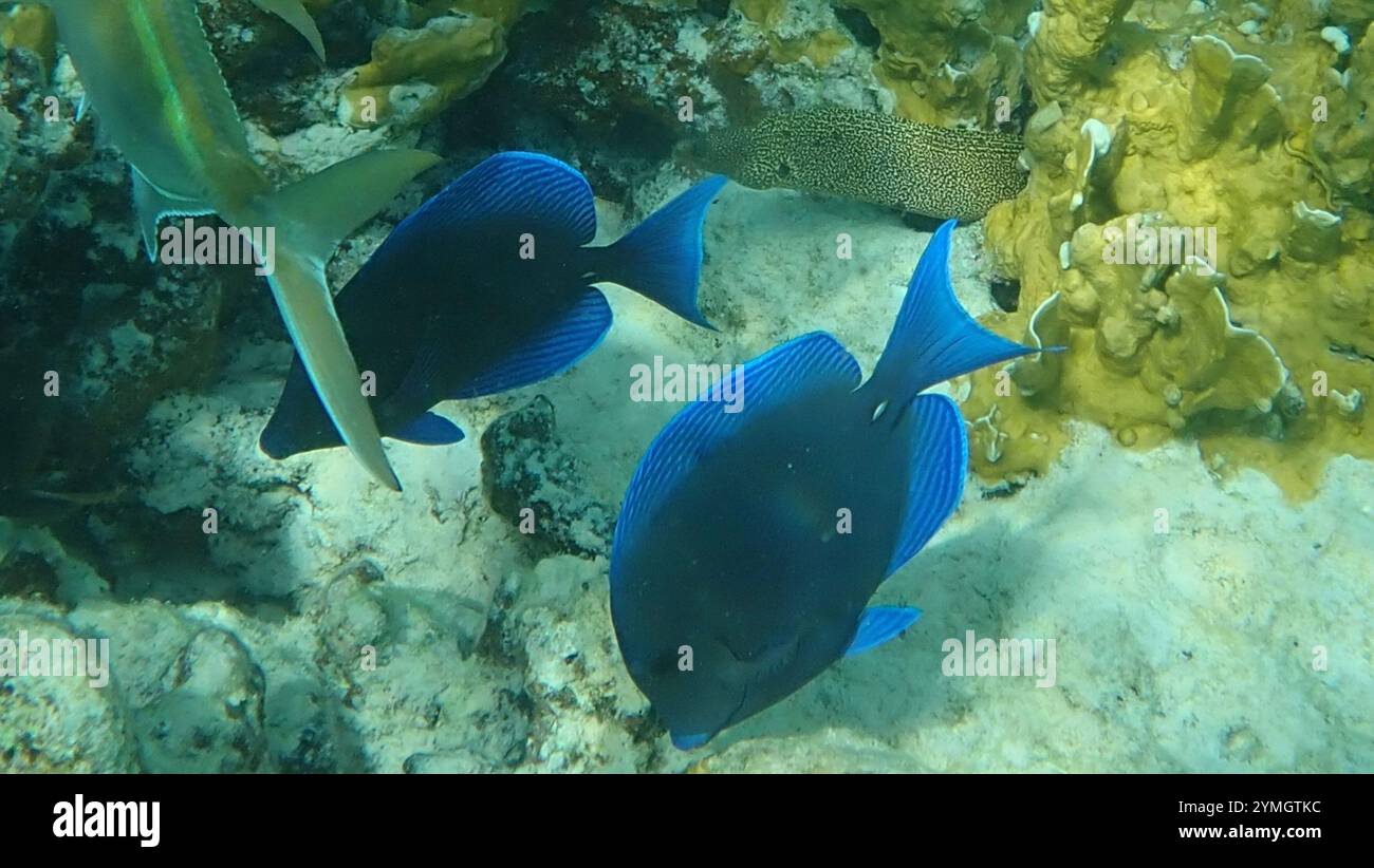 Atlantic Blue Tang (Acanthurus coeruleus Stock Photo - Alamy