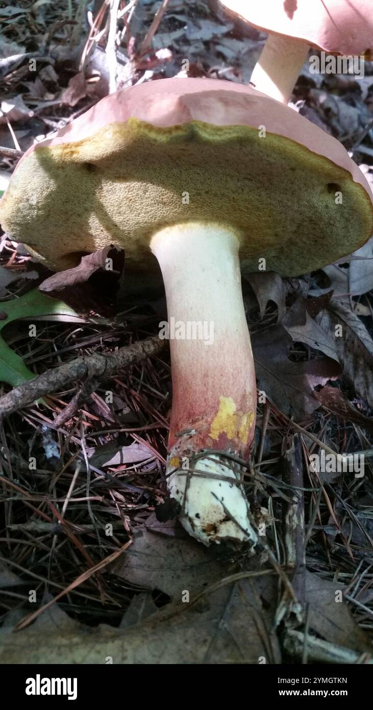 Two colored bolete hi-res stock photography and images - Alamy