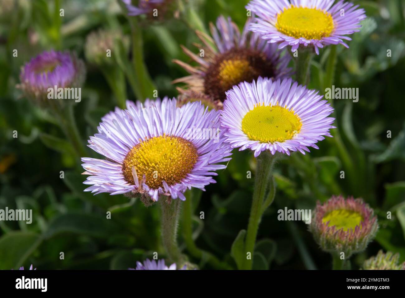 seaside daisy (Erigeron glaucus Stock Photo - Alamy